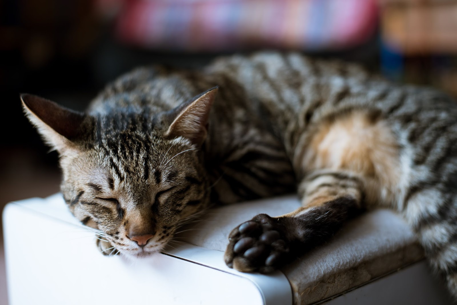 Cara Mendiagnosa dan Pengobatan FIP Pada Kucing